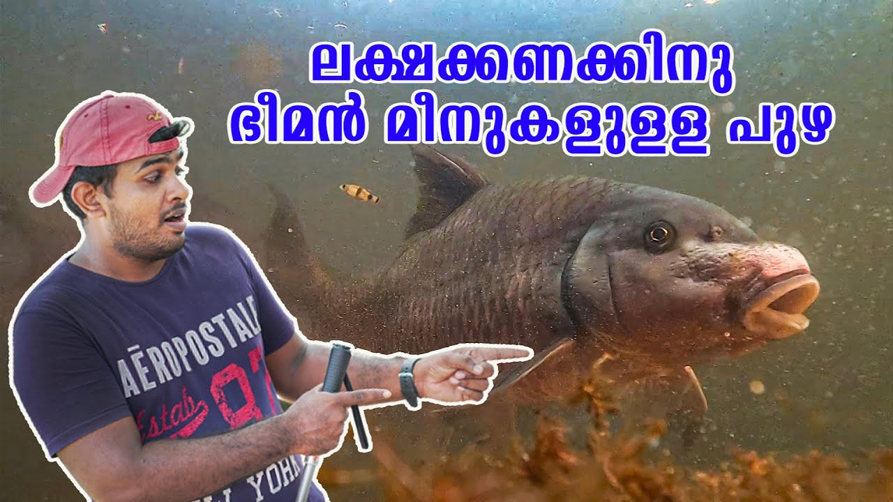 ലക്ഷക്കണക്കിന് ഭീമൻ മീനുകളുള്ള പുഴ 🐟🐟🐟 Kulathupuzha Temple Fish - YouTube