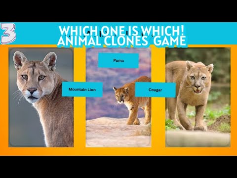 Copycats of the Wild: Nature’s Animal Imposters. Can you spot the ...