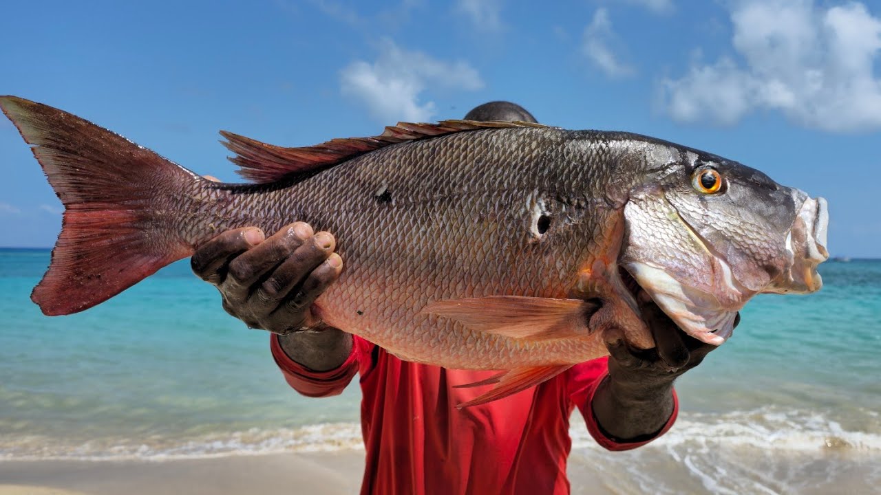 Giant Mutton Snapper Catch - YouTube
