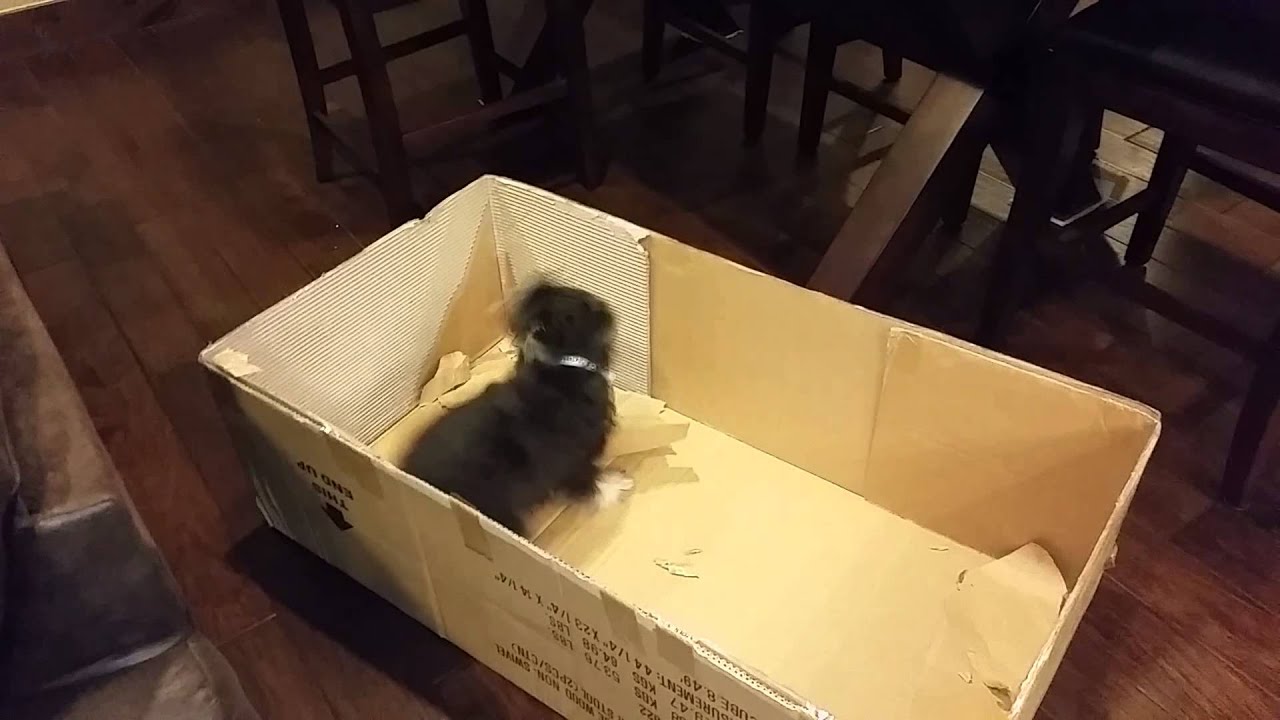 Fox in a box. - YouTube