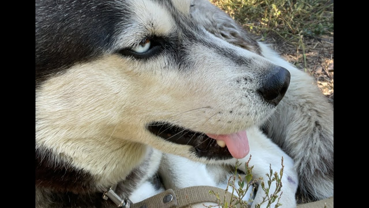 Husky online #husky #dogs #dogvideos #animallife - YouTube