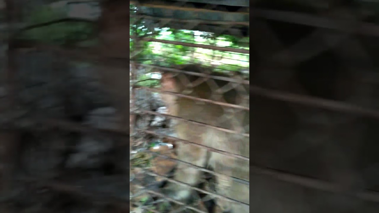Monkey ignoring🖕🖕 like a girl😇😂😂 - YouTube
