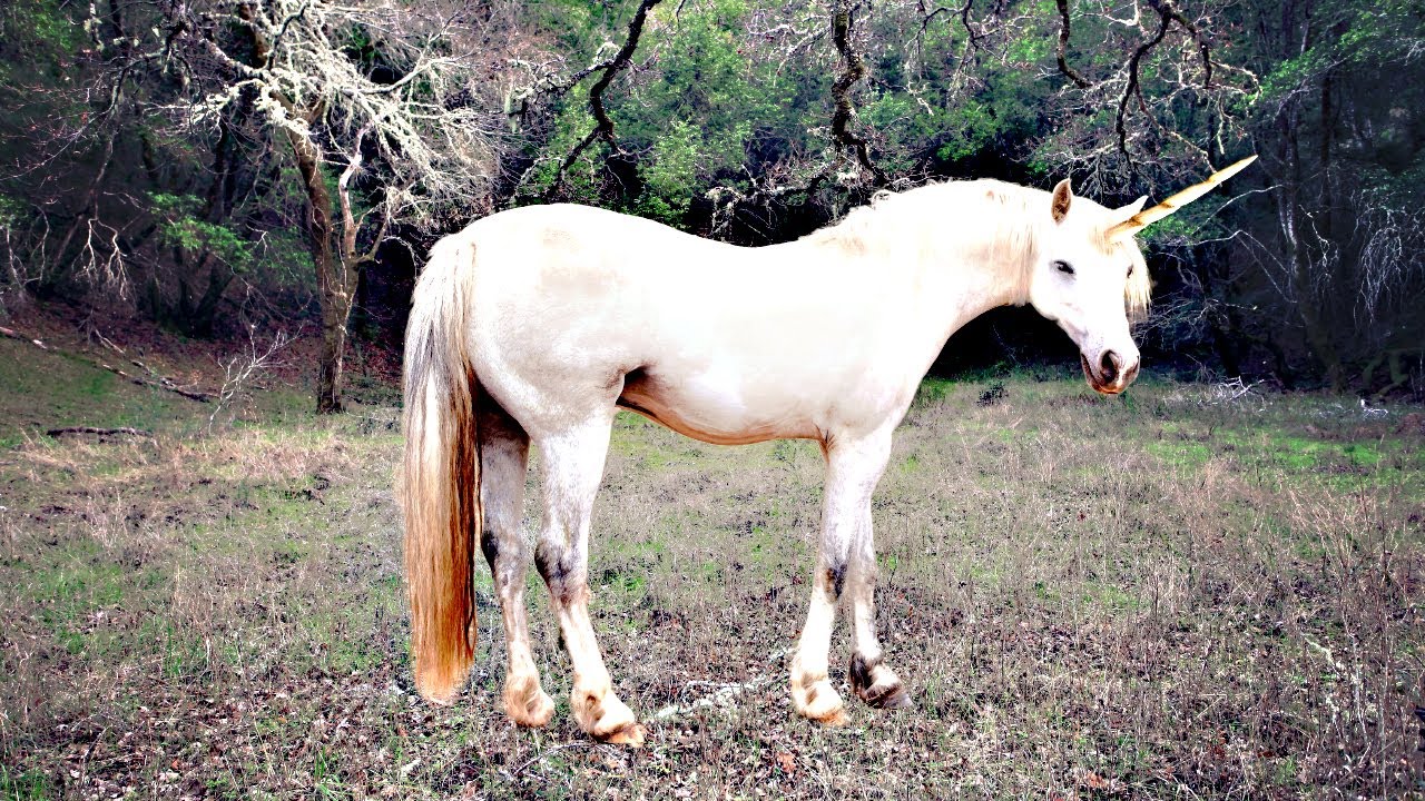 MENGEJUTKAN ! Inikah Wujud Sosok Buraq Yang Sebenarnya ? - YouTube
