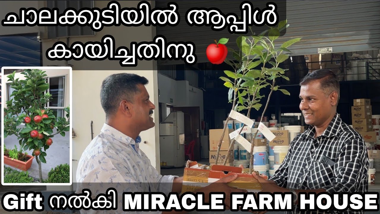 For apple fruiting in Chalakudy 🍎 Gift Given Miracle Farm House🍏🍎 MOB ...