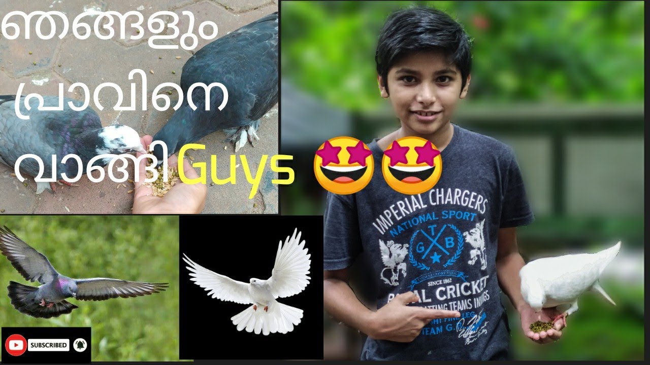 introducing our new pigeon |BROTHERS ZONE| - YouTube