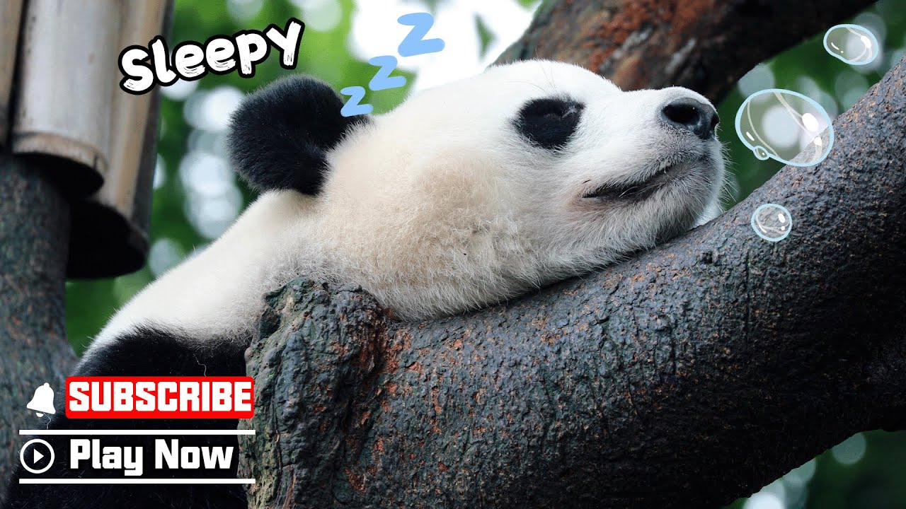 Panda Blows Bubbles Like A Fish When Sleeping | iPanda - YouTube