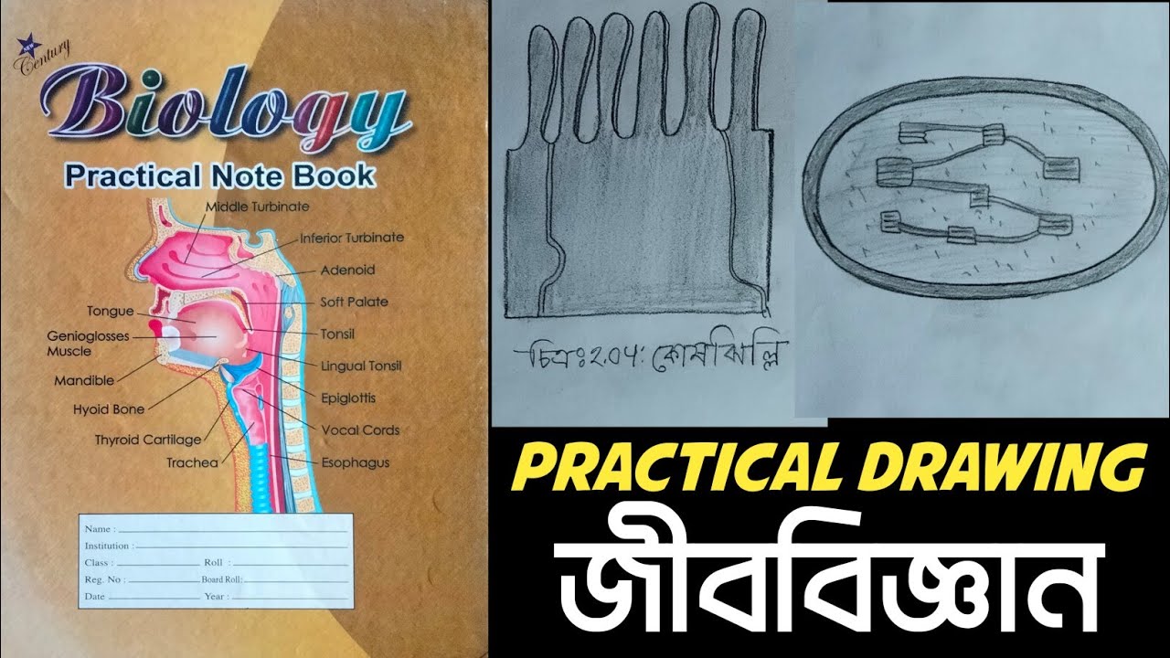 Ssc Biology practical sketch drawing number 4-5 - YouTube