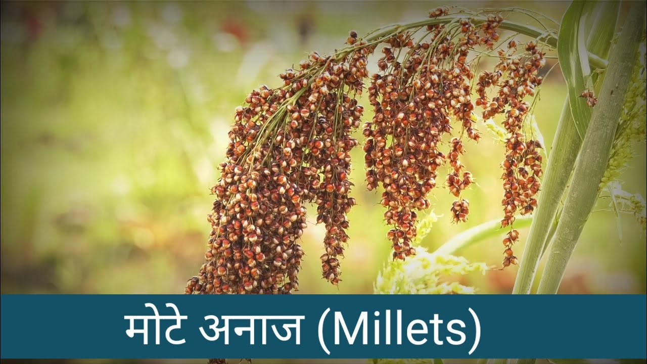 Millets || mote anaaj // gehu, bajra, ragi // मोटे अनाज - YouTube