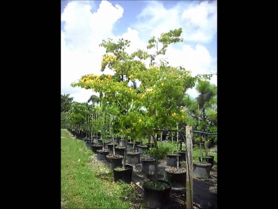 Bulnesia Arborea Trees - Vera Wood - YouTube