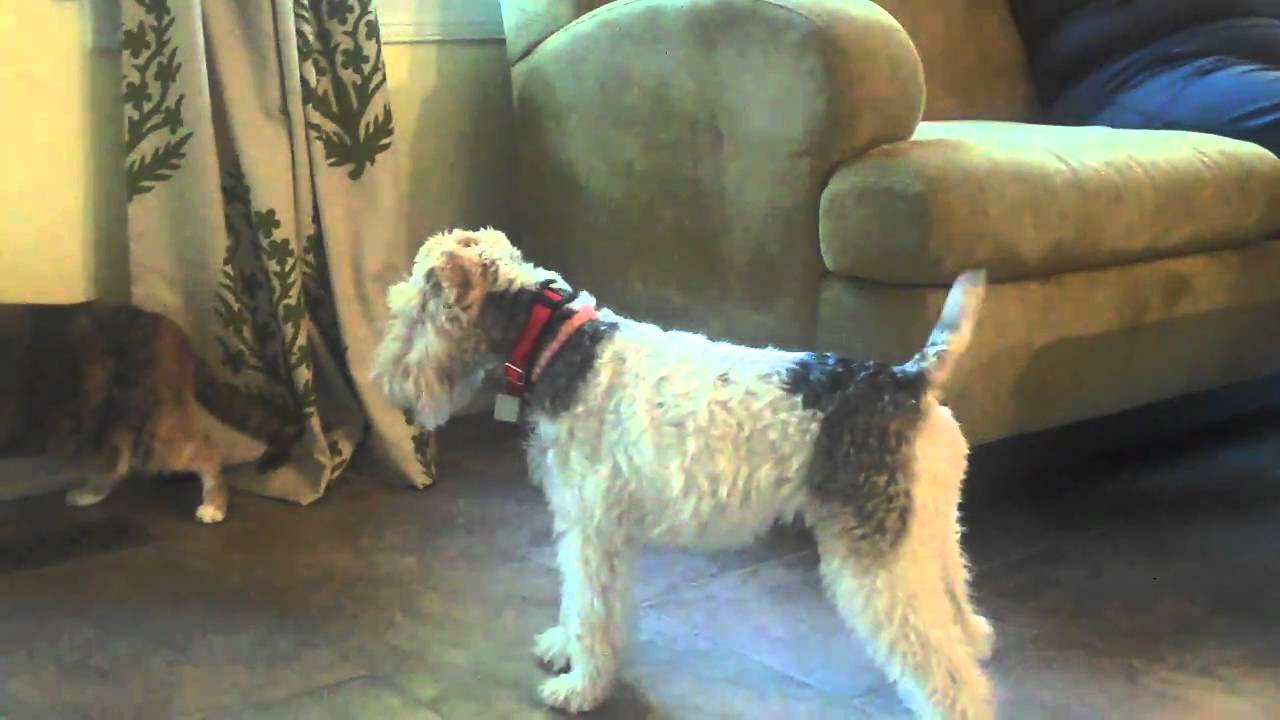 My dog wants my cat... I was bored - YouTube