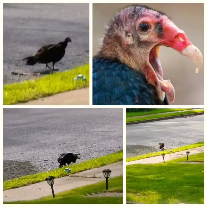 Turkey vulture can eat carcass 1000ft away & vomit 10ft far & fly 37m ...