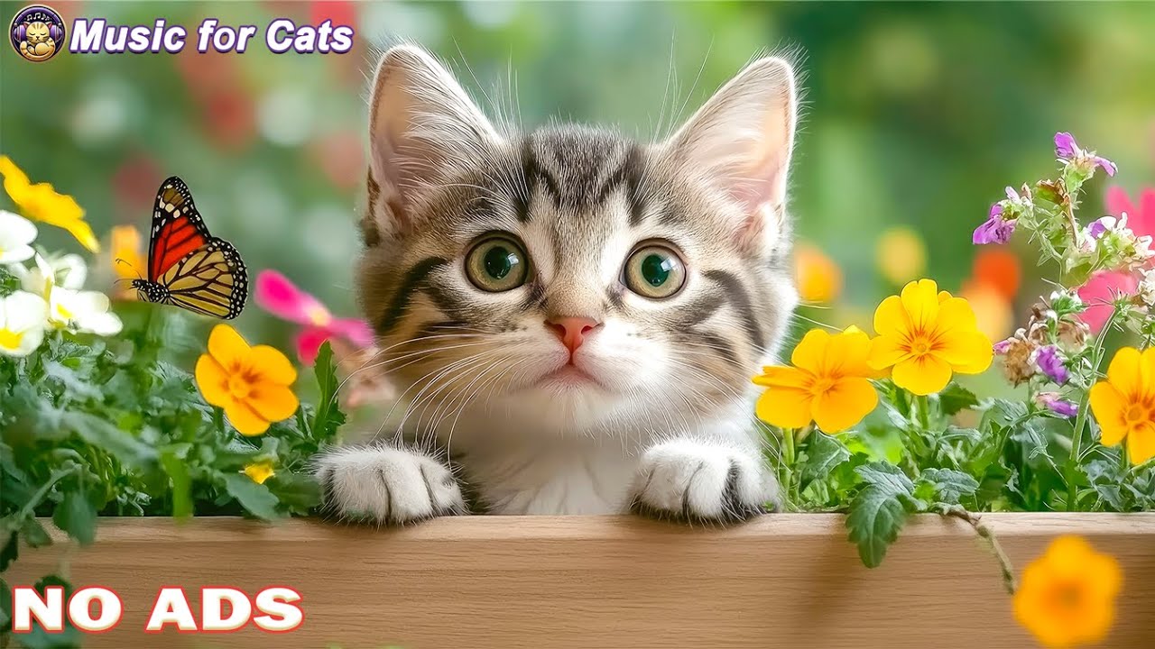 Relaxing Music for Cats (with cat purring sounds) - Peaceful Harp Music ...