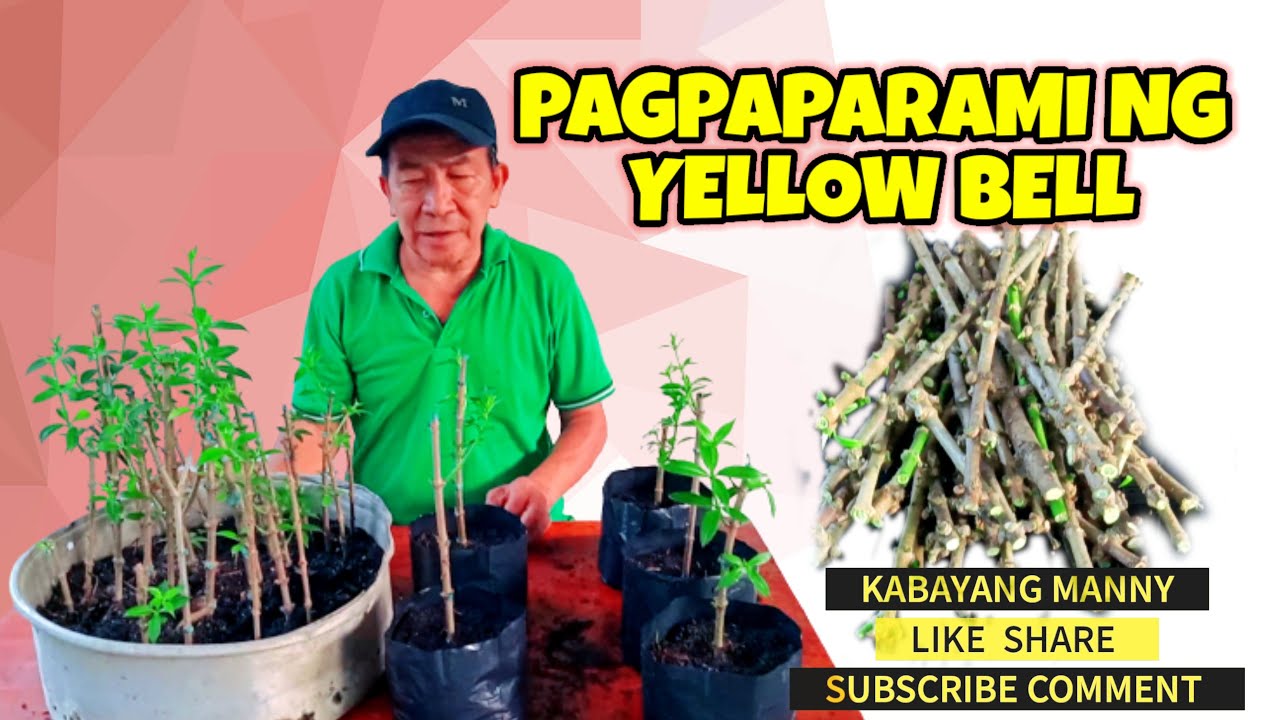 Yellow Bell Propagation through cuttings - YouTube