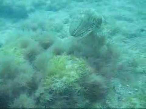cuddle fish - YouTube