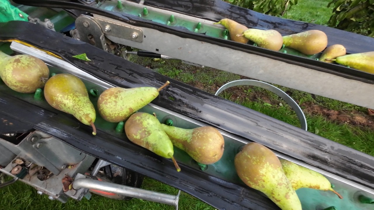 Harvesting first dutch Conference Pears 2024 - YouTube