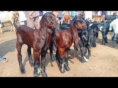 sahiwal bakra mandi ki update batel cute bachay 03124058010 Altaf goats ...