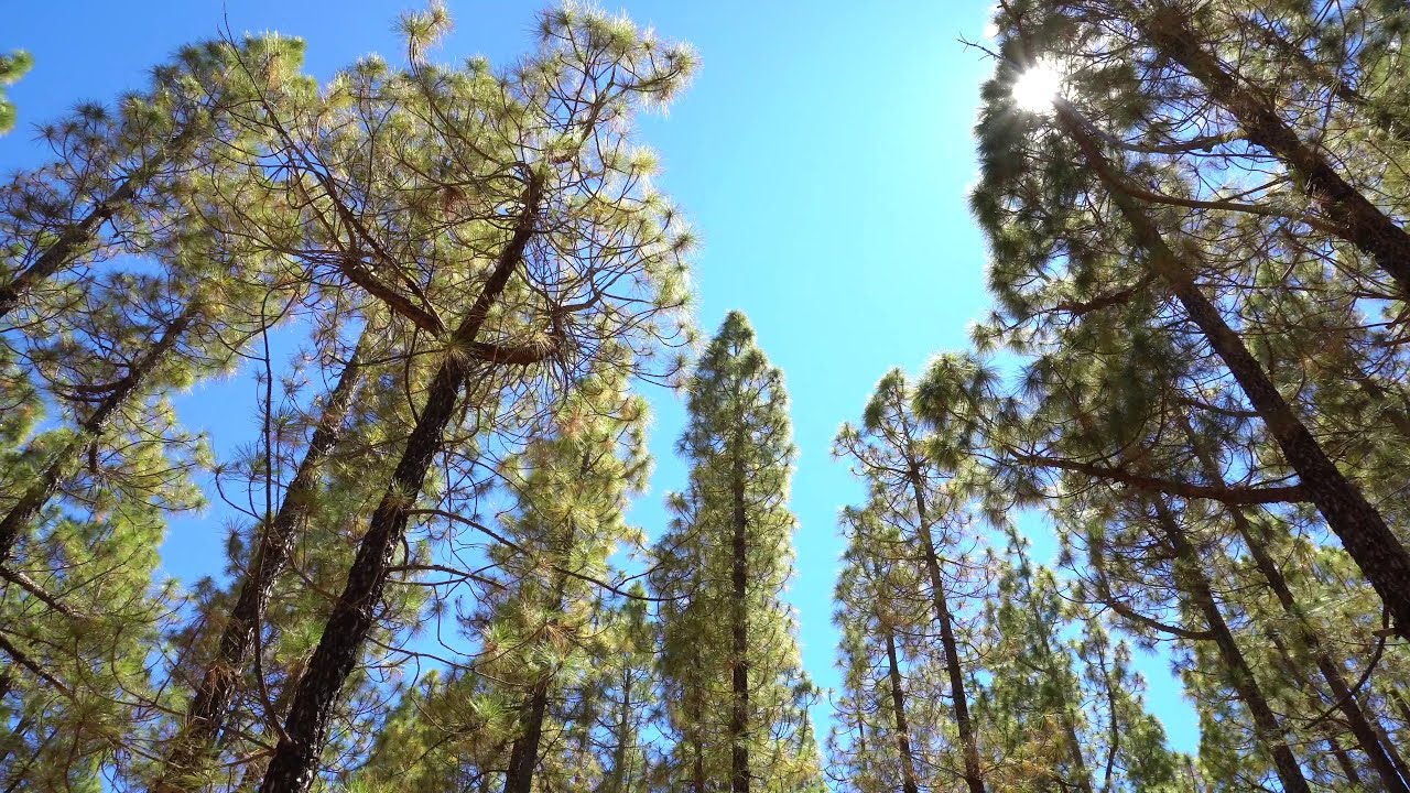 nature forest background free no copyright stock video footage - YouTube