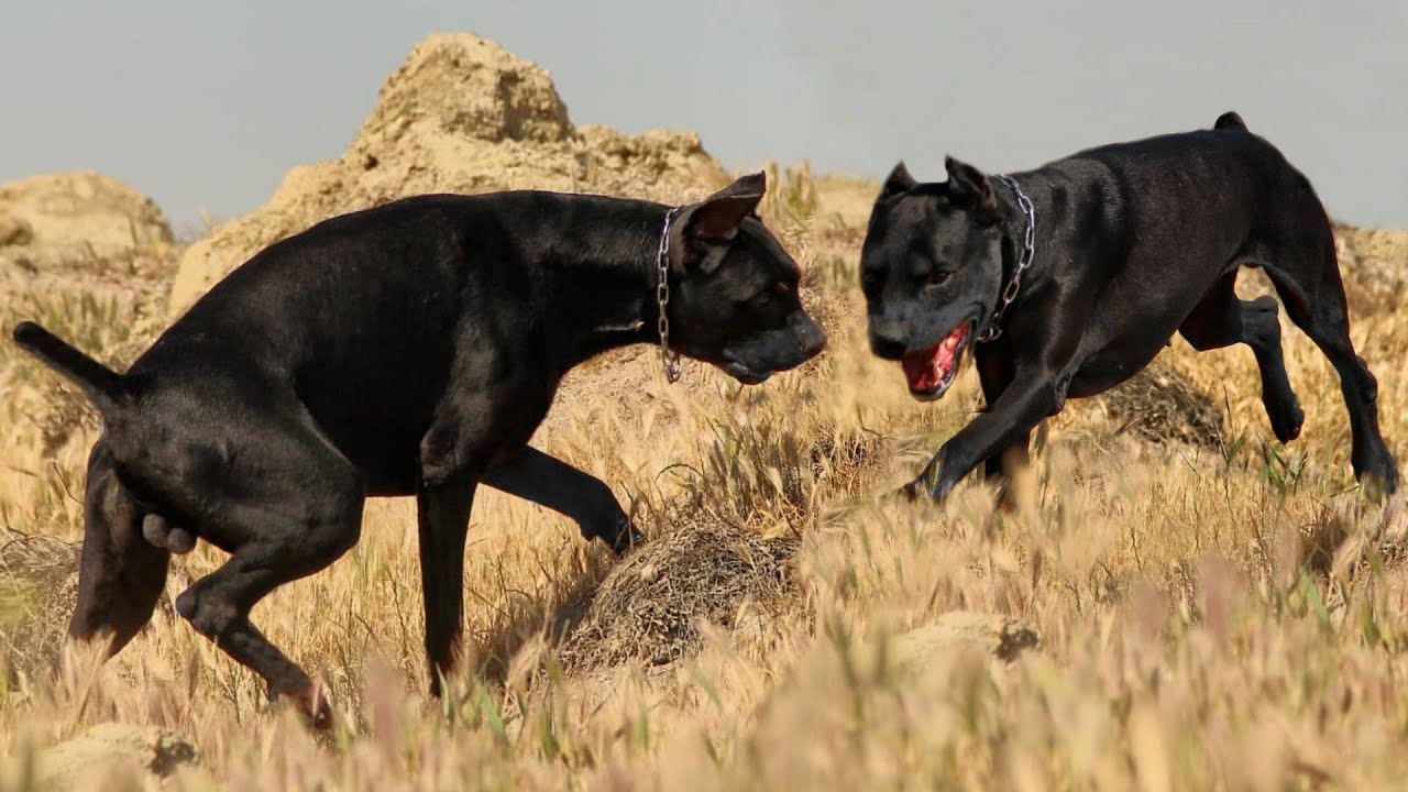 These Are 10 Most Fittest Dog Breeds - YouTube