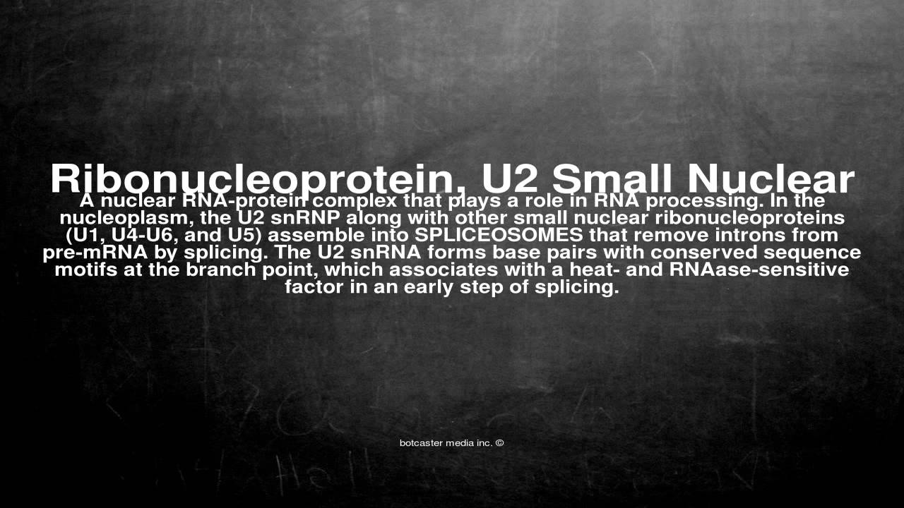 Medical vocabulary: What does Ribonucleoprotein, U2 Small Nuclear mean ...