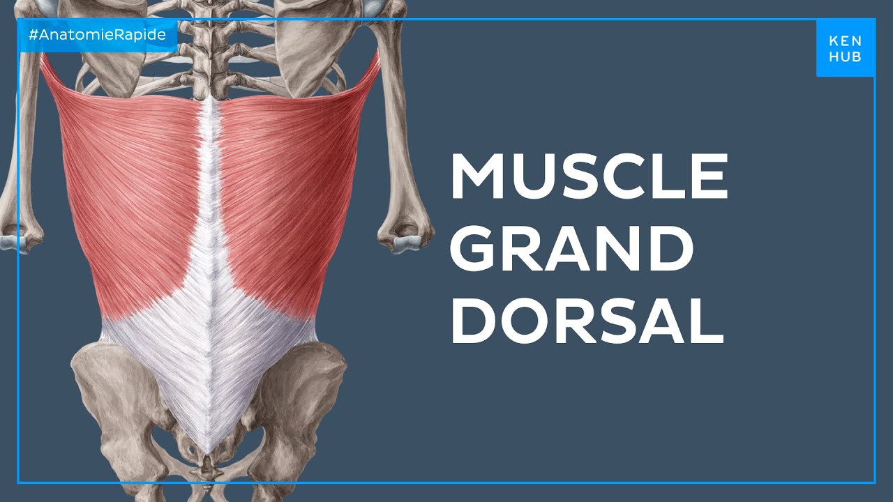 Muscle grand dorsal - Anatomie Rapide | Kenhub - YouTube