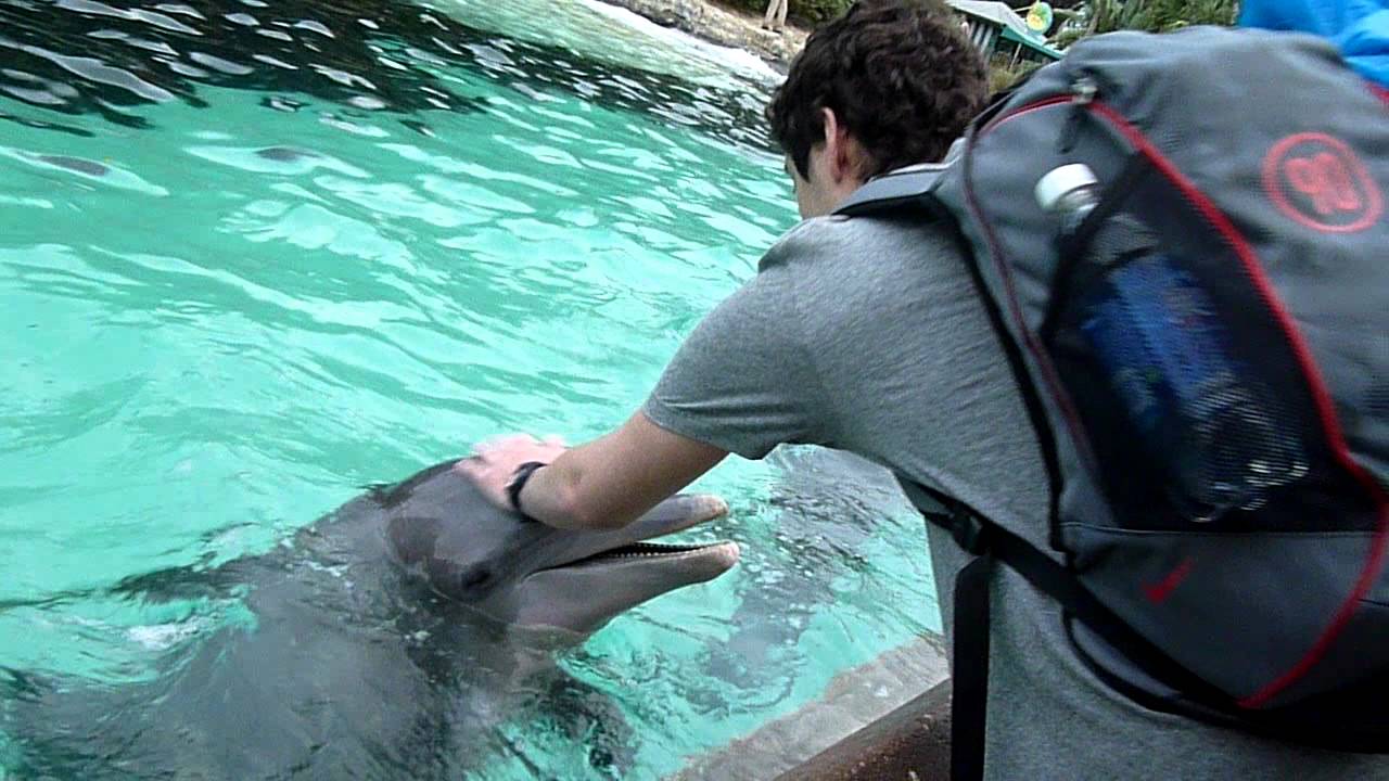 crazy dolphin bite my hand in sea world - YouTube