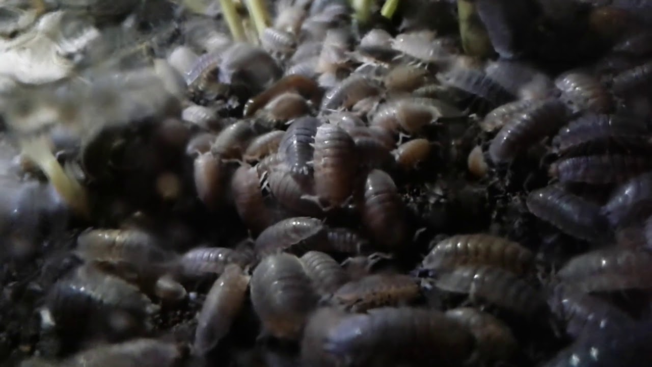 At The Roly-Poly Pill Bug Waltz - YouTube