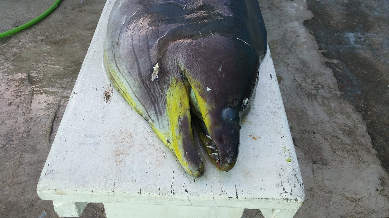 Moreia Gigante de 12kg (Conhecido como Caramuru) Pesca sub , Caça ...