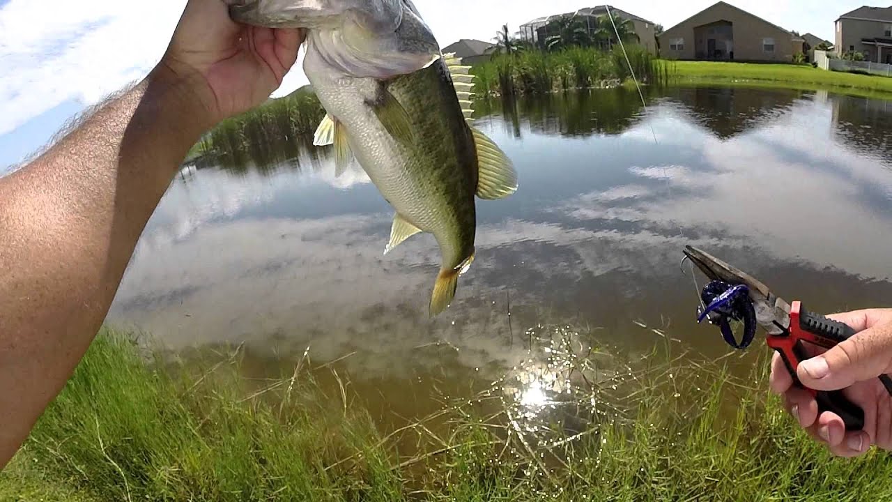 Backyard Bass Fishing! - YouTube
