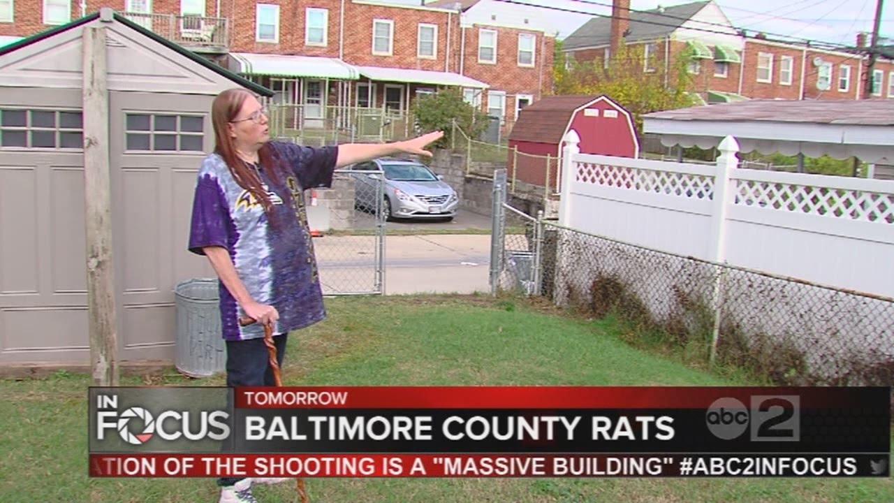 Baltimore County residents are dealing with increasing rat population ...