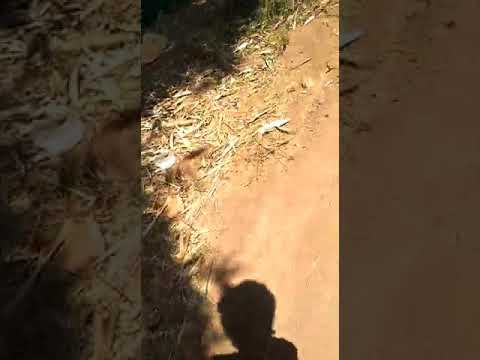 Mengintai orang lgi mesum di hutan