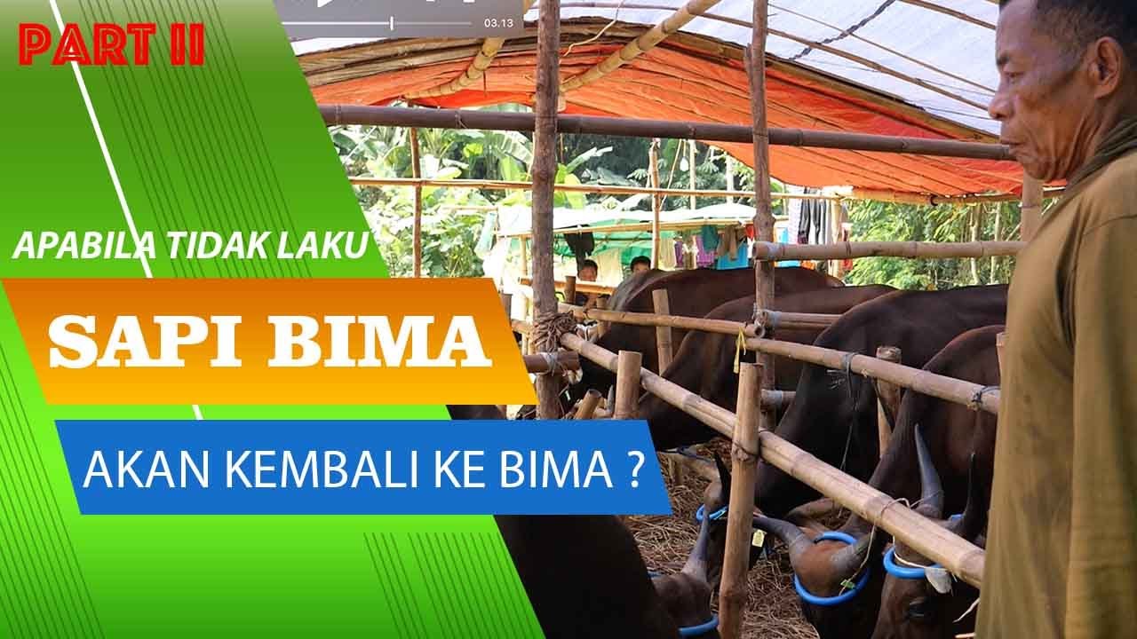 TERSISA BANYAK, SAPI-SAPI BIMA SIAP DIBAWA KEMBALI KE BIMA & BERHARAP ...