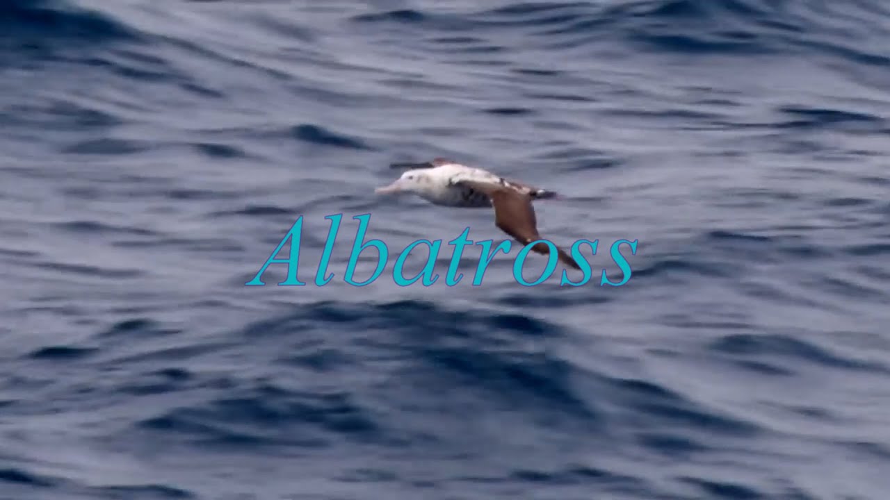Albatross. - YouTube