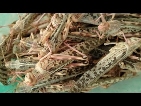 Locust Eating - YouTube