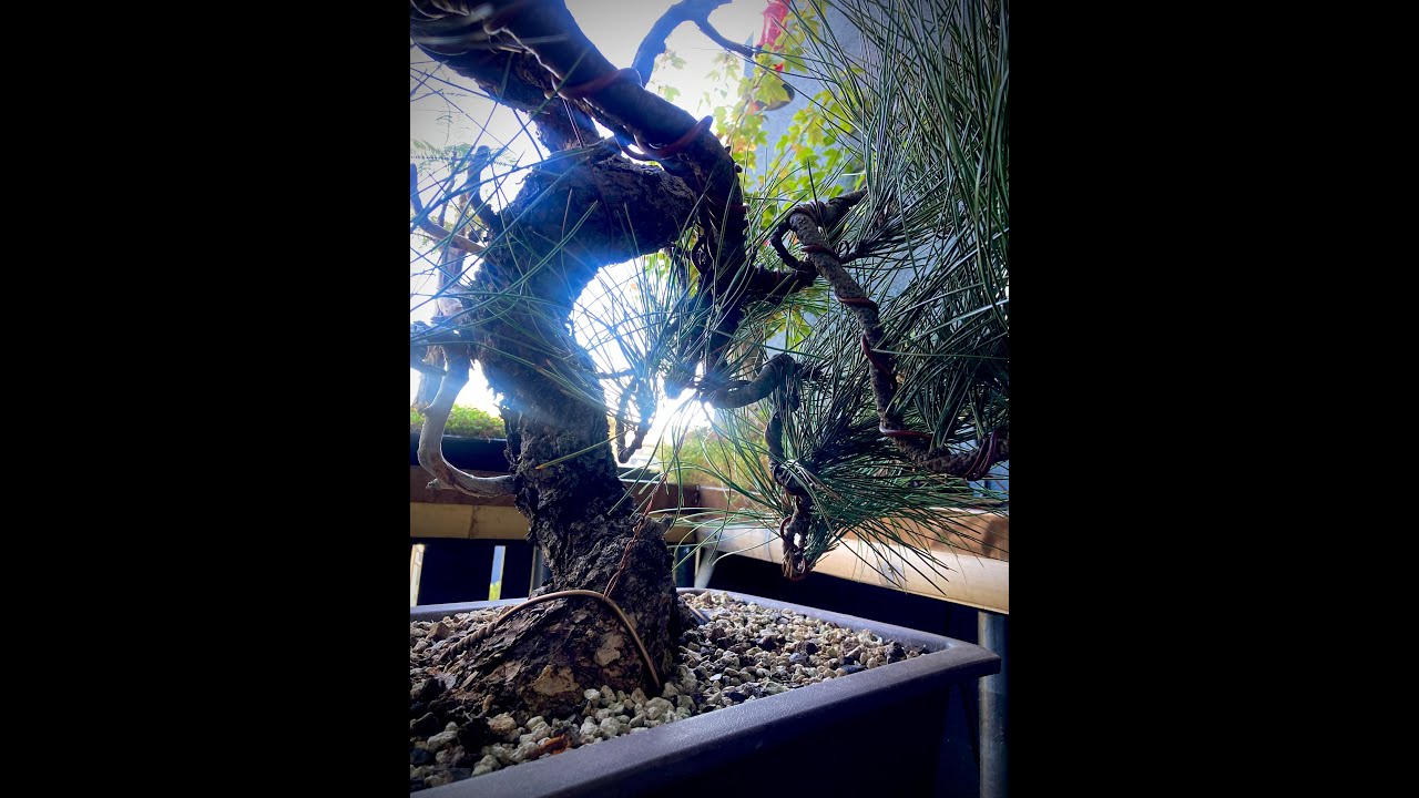 Patricia O'Connor, The Bonsai Balcony: Big Bonsai Trees. - YouTube