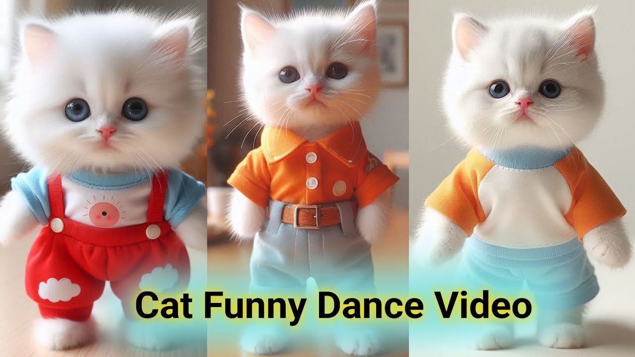 Cat Funny Dance: Cute Cat Motorcycle Dance Videos @Cartoonday806 Kitten ...