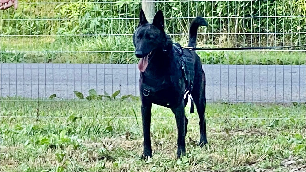 OSS/Dominion K9” (obedience-protection home defense openings - YouTube