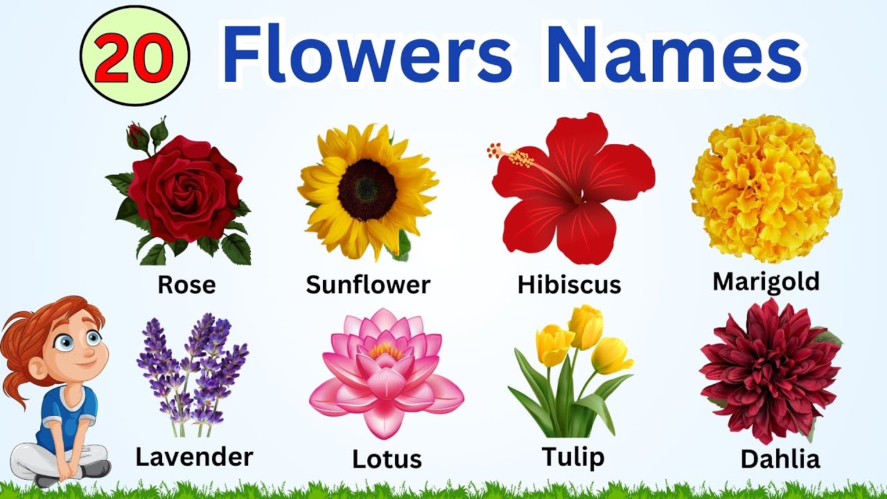 Flowers Name with Pictures | Learn Flower Names for Children - YouTube