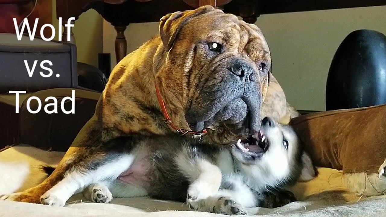 New Puppy is Here!!! - The Battle of Wolf & Toad - YouTube