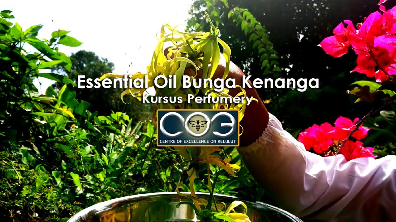 Essential Oil Bunga Kenanga - YouTube