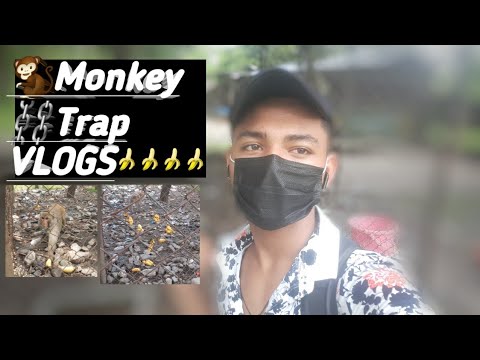 🐒Monkey ⛓Trap🍌🍌vlogs|Fun Day|ANJAL GurunG vlogs - YouTube
