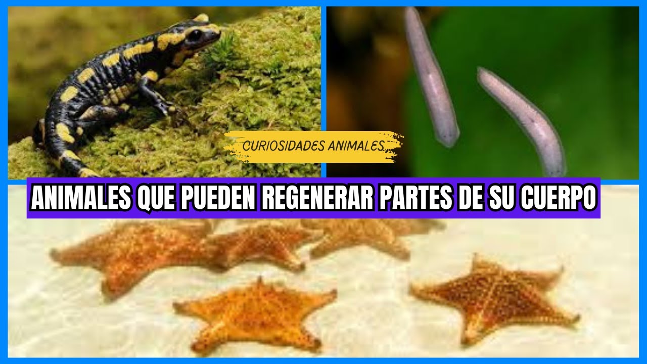 Animales que pueden regenerar partes de su cuerpo - YouTube