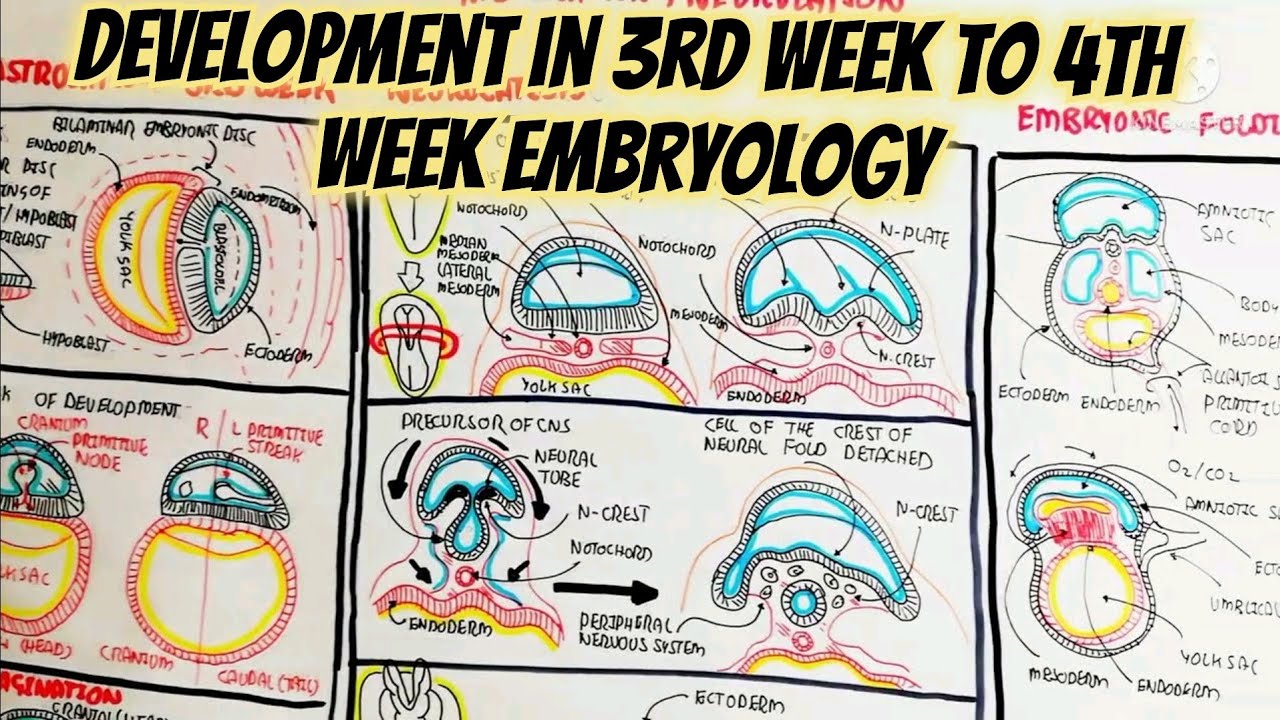 development in 3rd week to 4th week embryology @umerfarooqbiology7083 ...