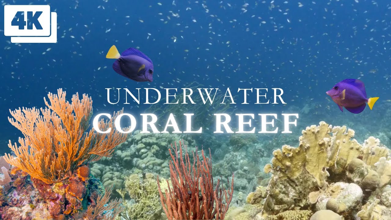 Coral Reef in Crystal Clearwater | 4k Ultra HD | The Remarkable Beauty ...