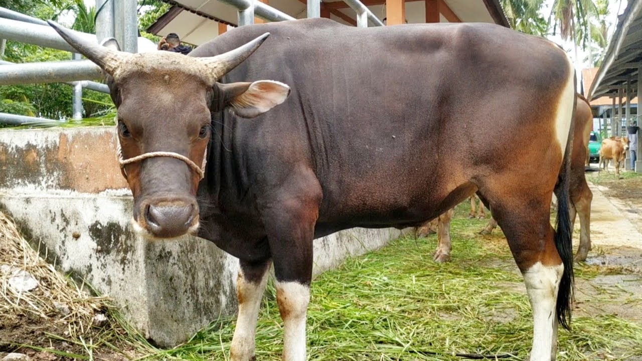 Big cow video - sighting of a Super Large Bali Cow at the animal market ...