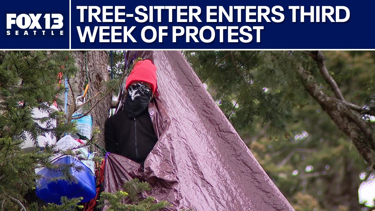 Tree-sitter protests Port Angeles logging with human booby trap - YouTube
