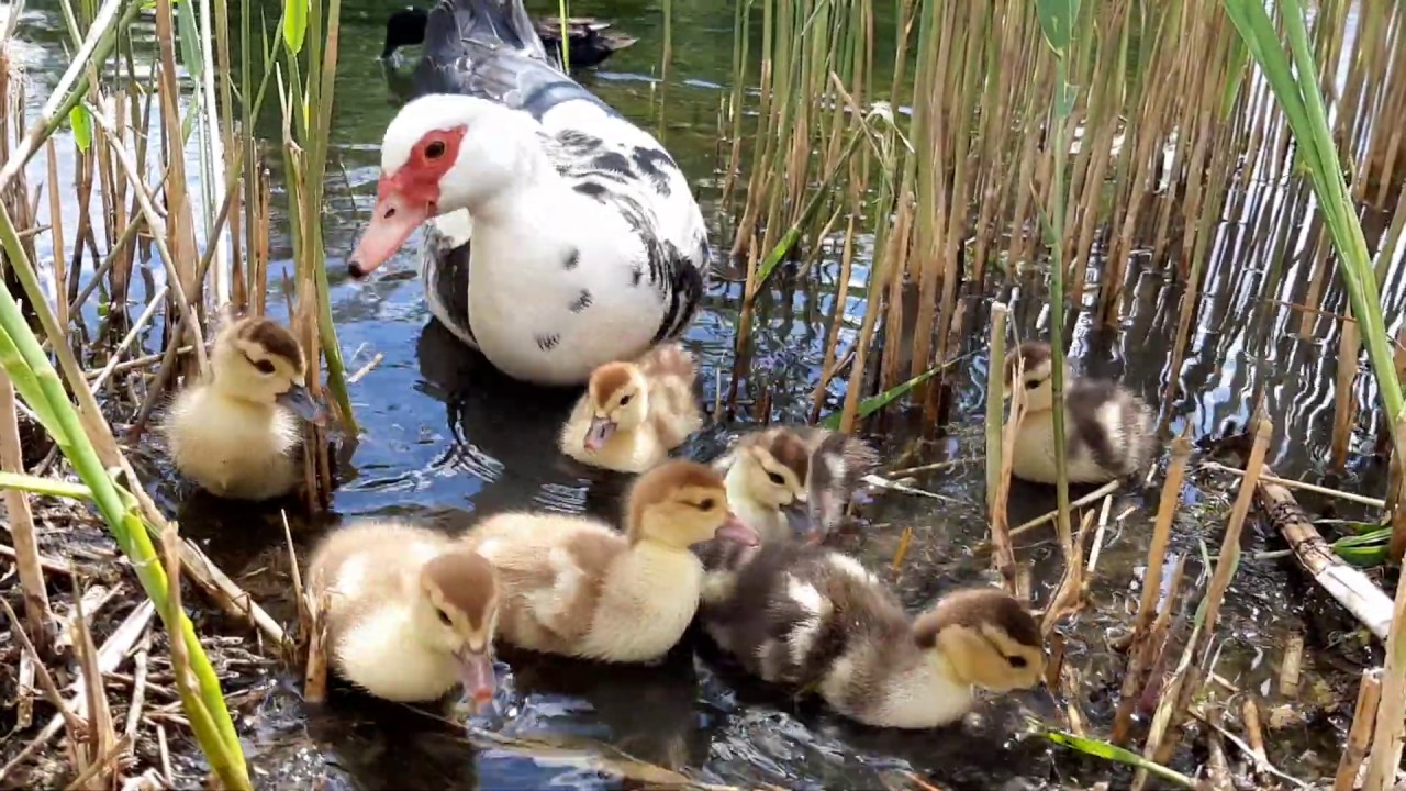 Muscovy ducklings - YouTube