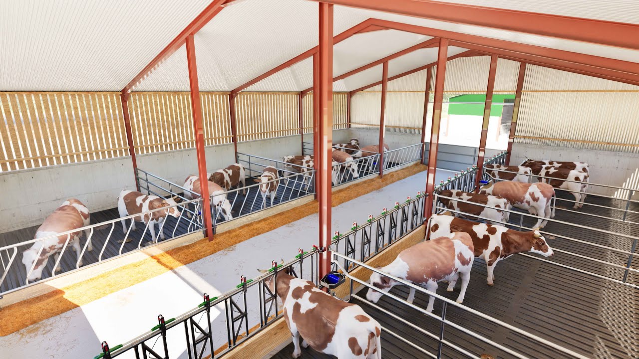 Beef finishing shed 4K - YouTube