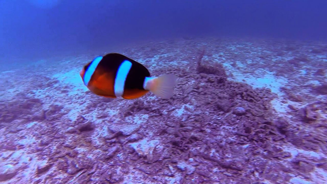 When Clownfish Attack - YouTube