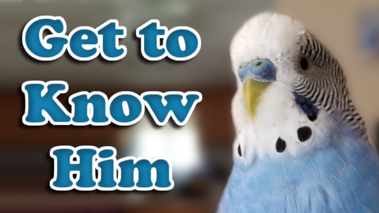 Interviewing my Bird - YouTube