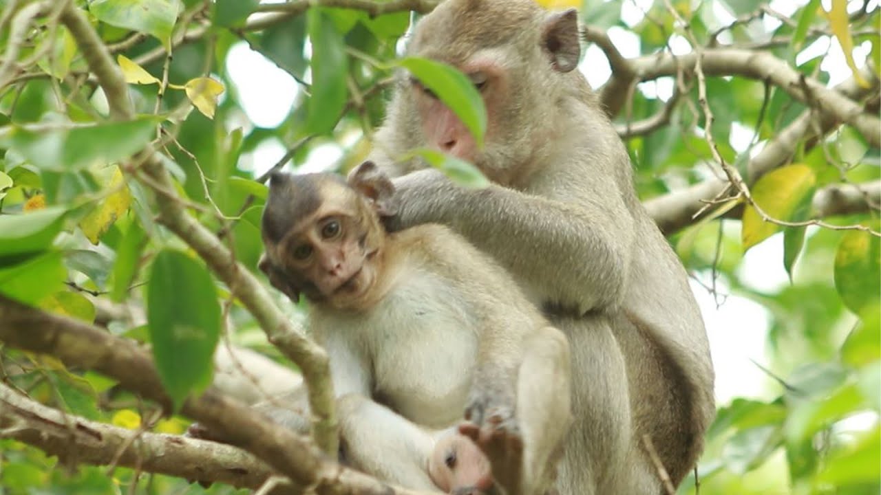 Young Pickle Sit On Chrey Tree With Mama Piper in Afternoon on Nov27 ...